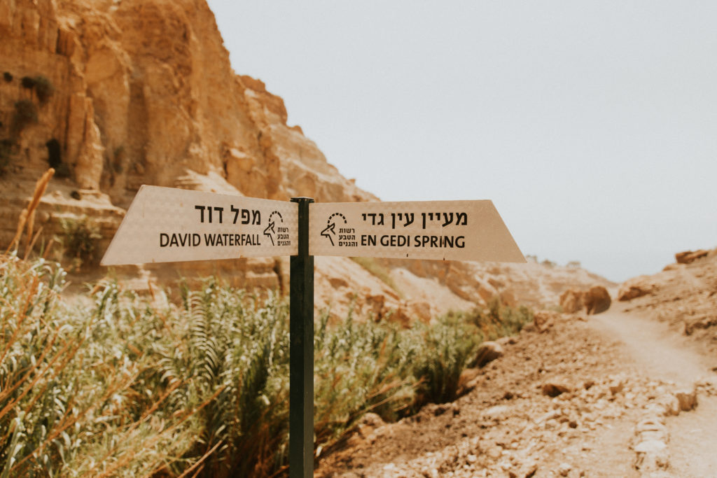 En Gedi in the Bible: A Place of Refuge — FIRM Israel
